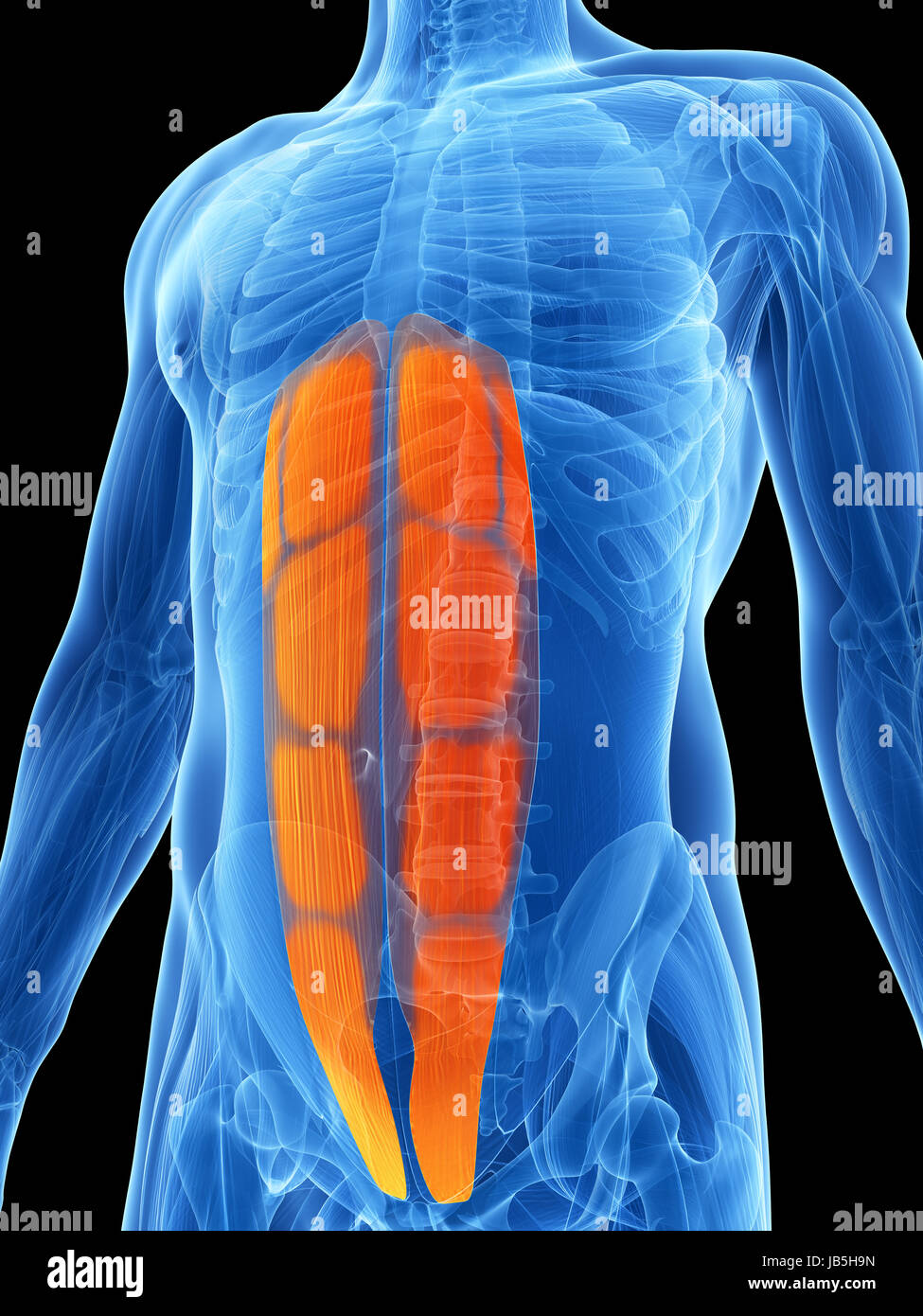 Abdominis muscle hi-res stock photography and images - Alamy