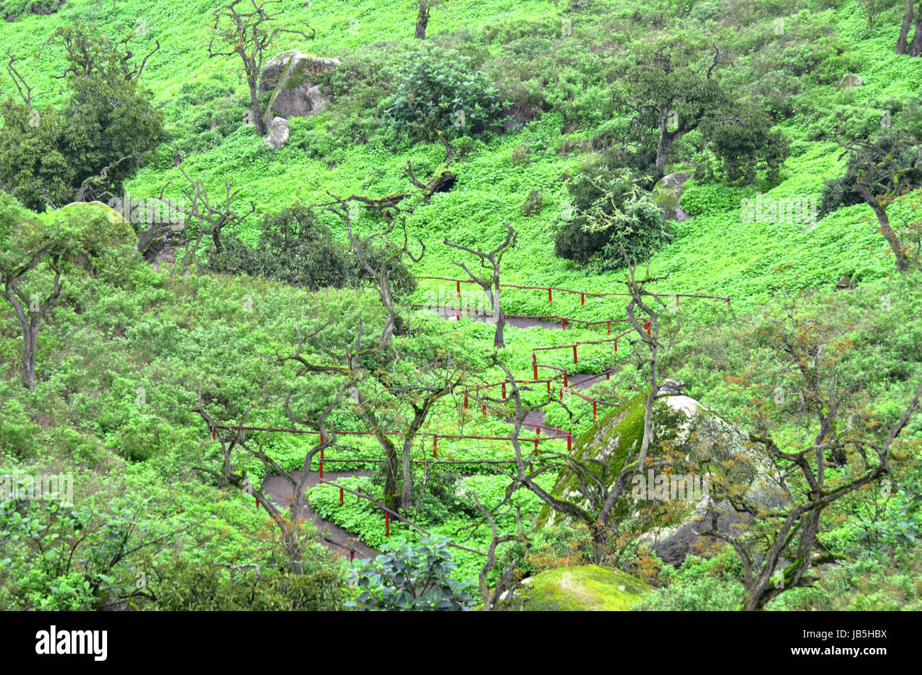 Wandering path through lush scenery Stock Photo - Alamy