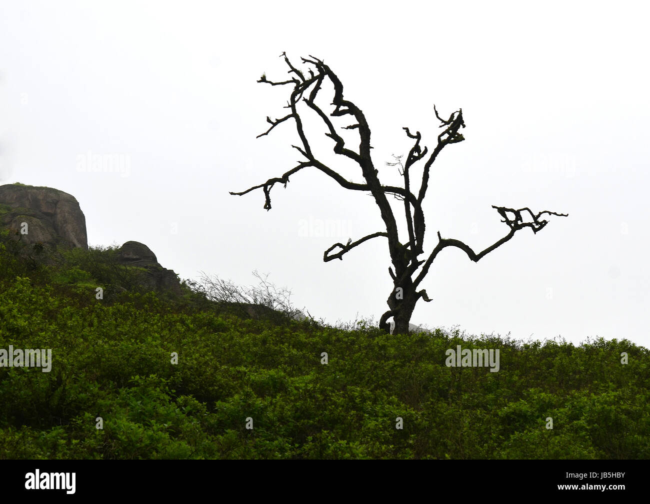 Gnarled lonely tree with greenery and gray sky Stock Photo - Alamy