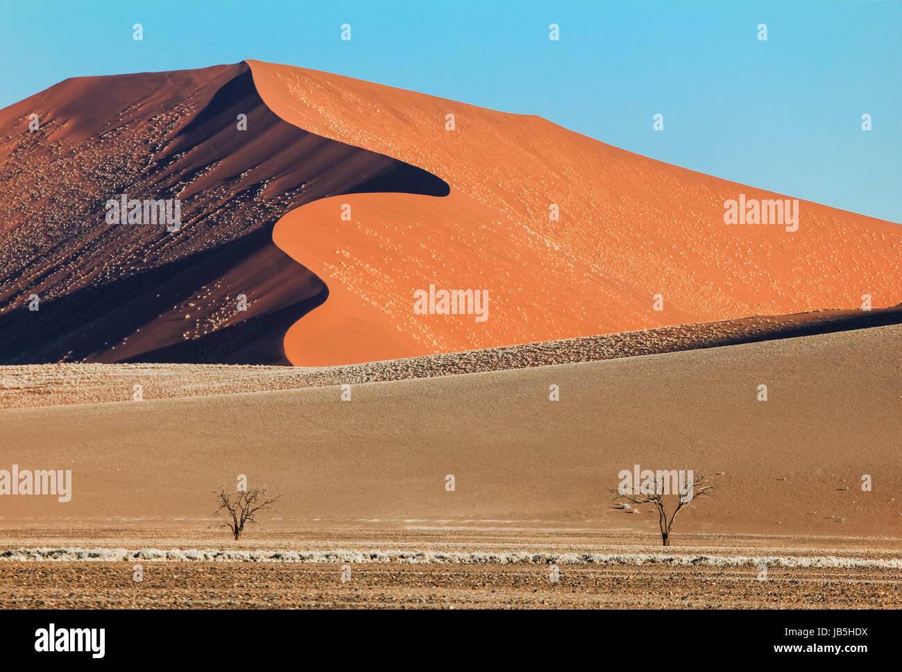 Big red sand dune with two trees in the desert Stock Photo - Alamy