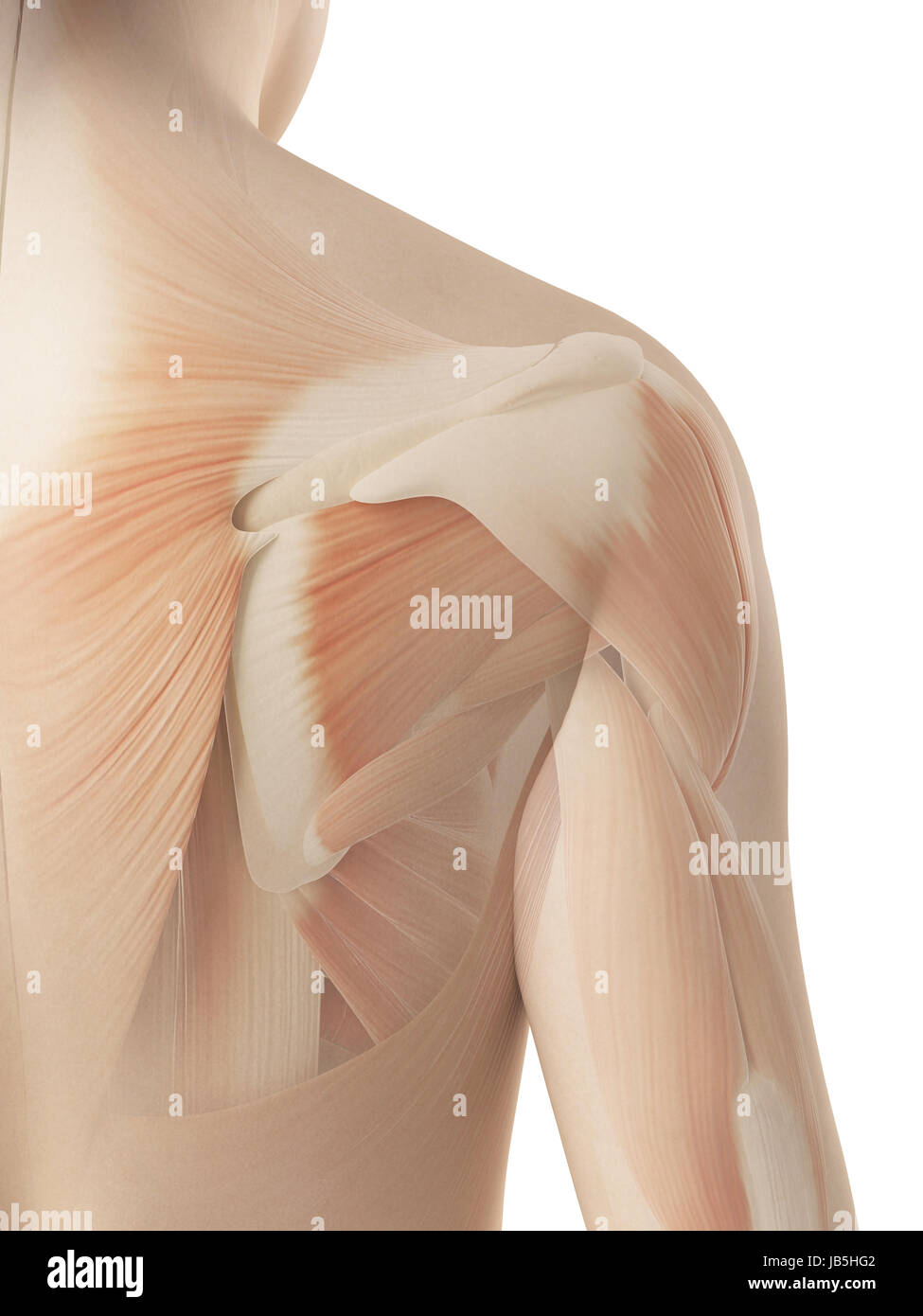 female shoulder - muscular anatomy Stock Photo - Alamy