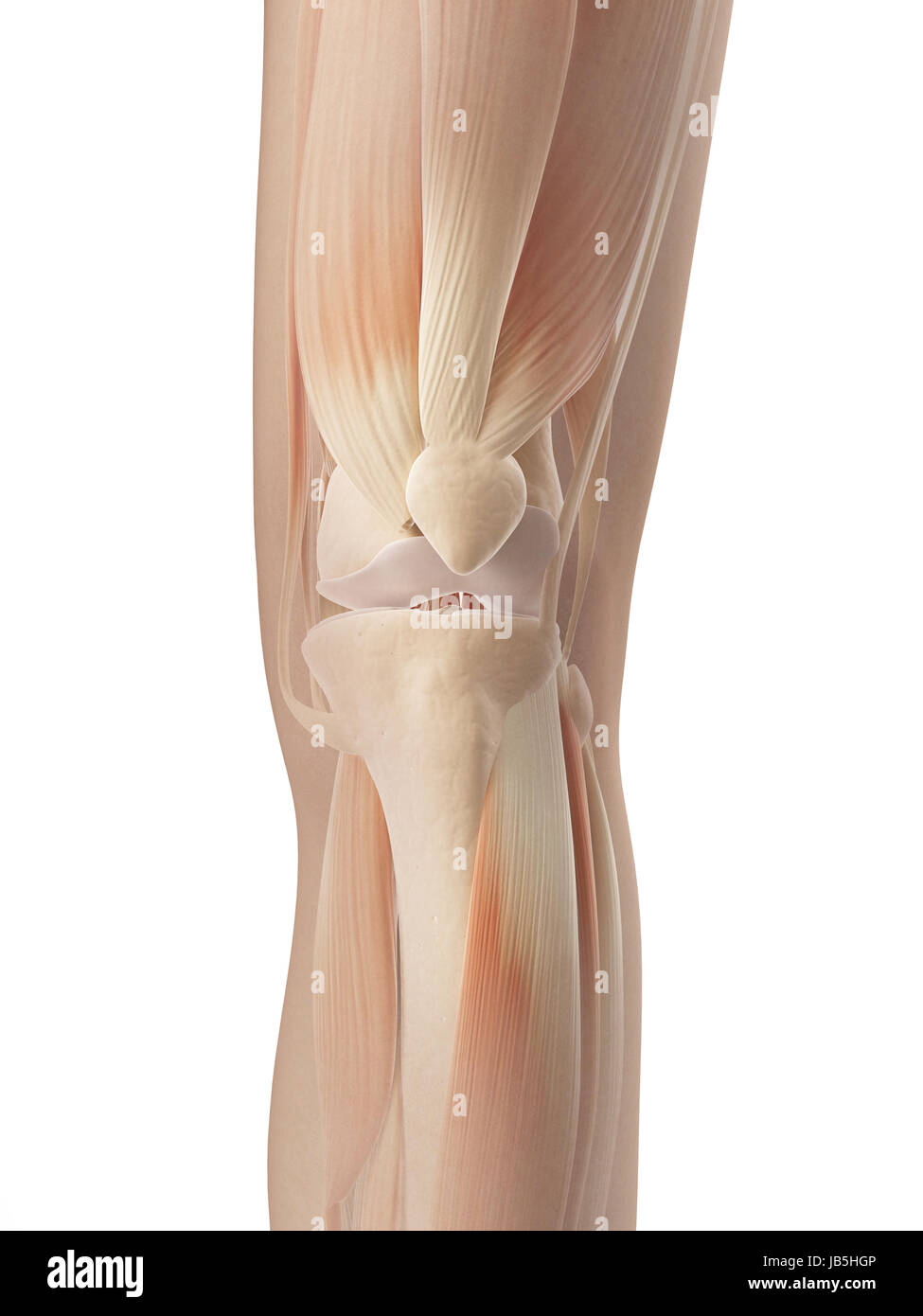 Knee joint muscles hi-res stock photography and images - Alamy