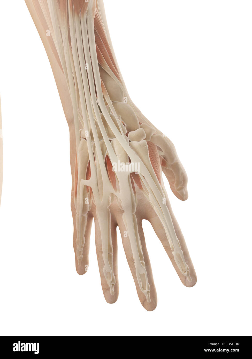 anatomy of the hand Stock Photo - Alamy