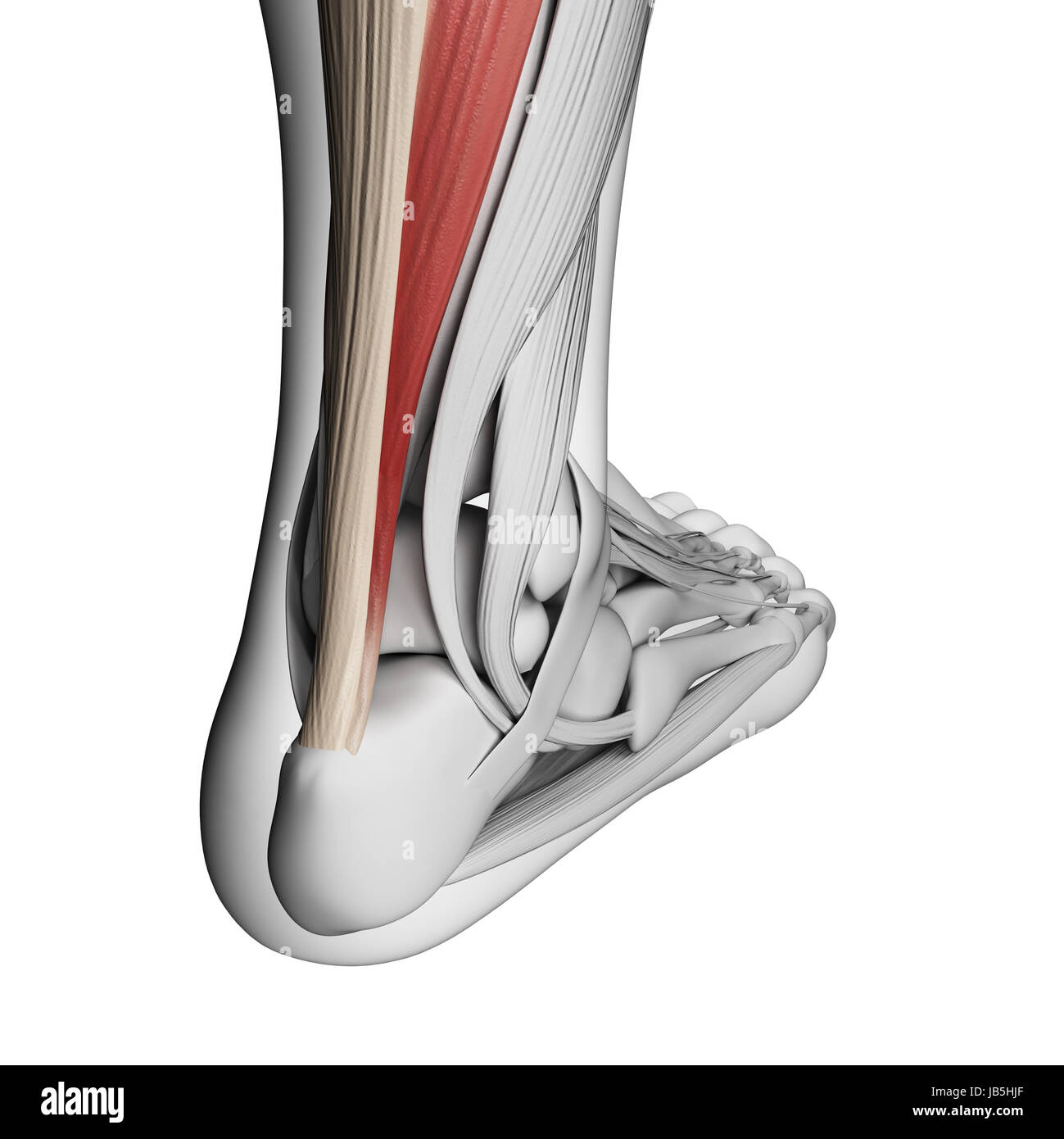 3d rendered illustration of the achilles tendon Stock Photo - Alamy