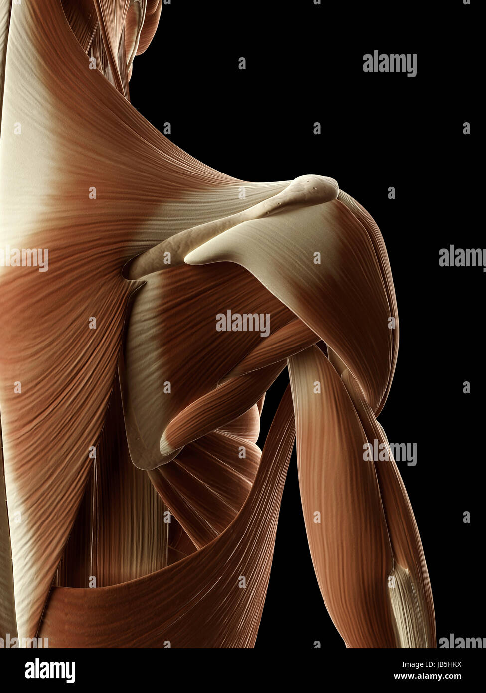 Human deltoid muscles illustration hi-res stock photography and images ...