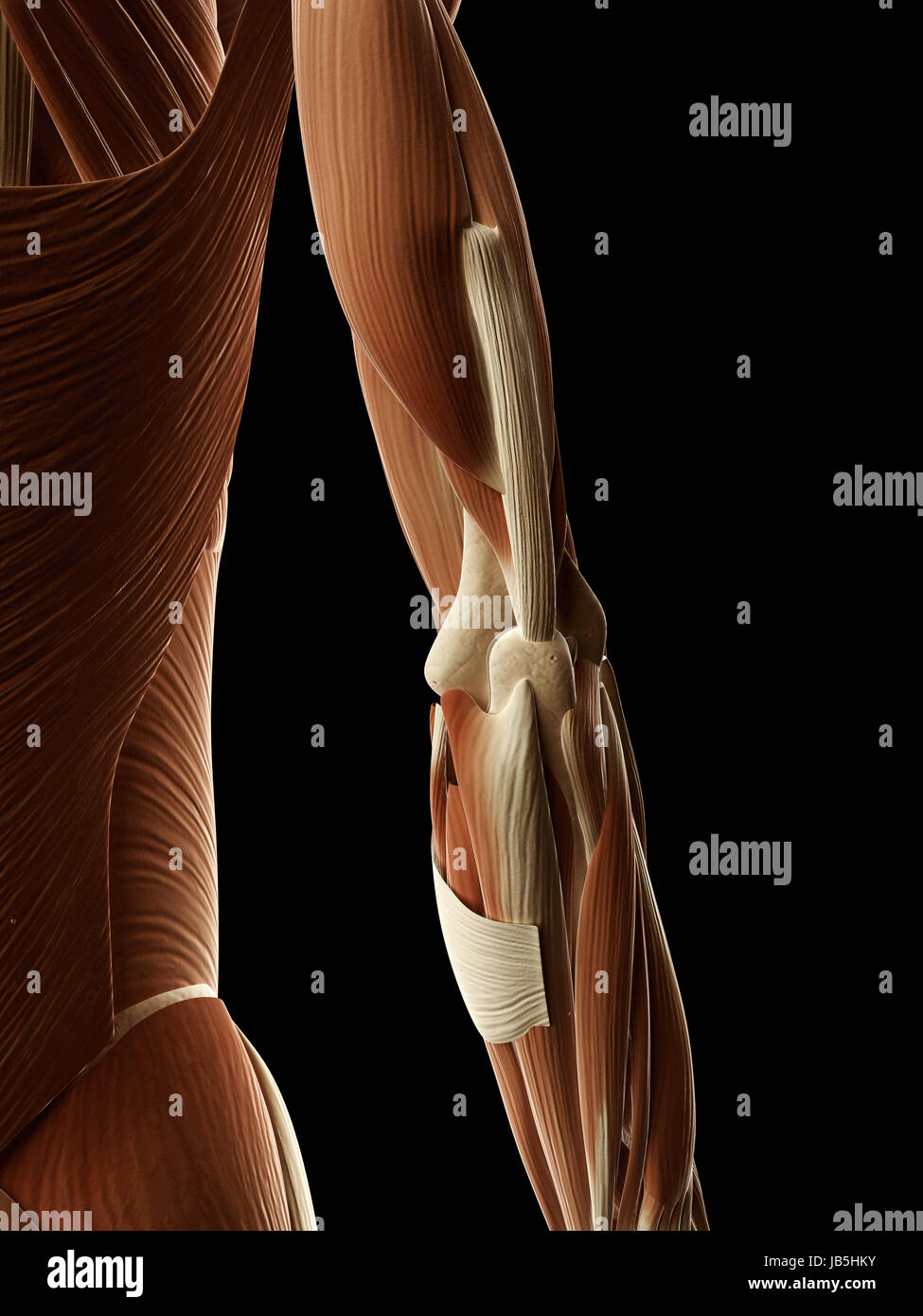 Upper body anatomy, artwork hi-res stock photography and images - Alamy