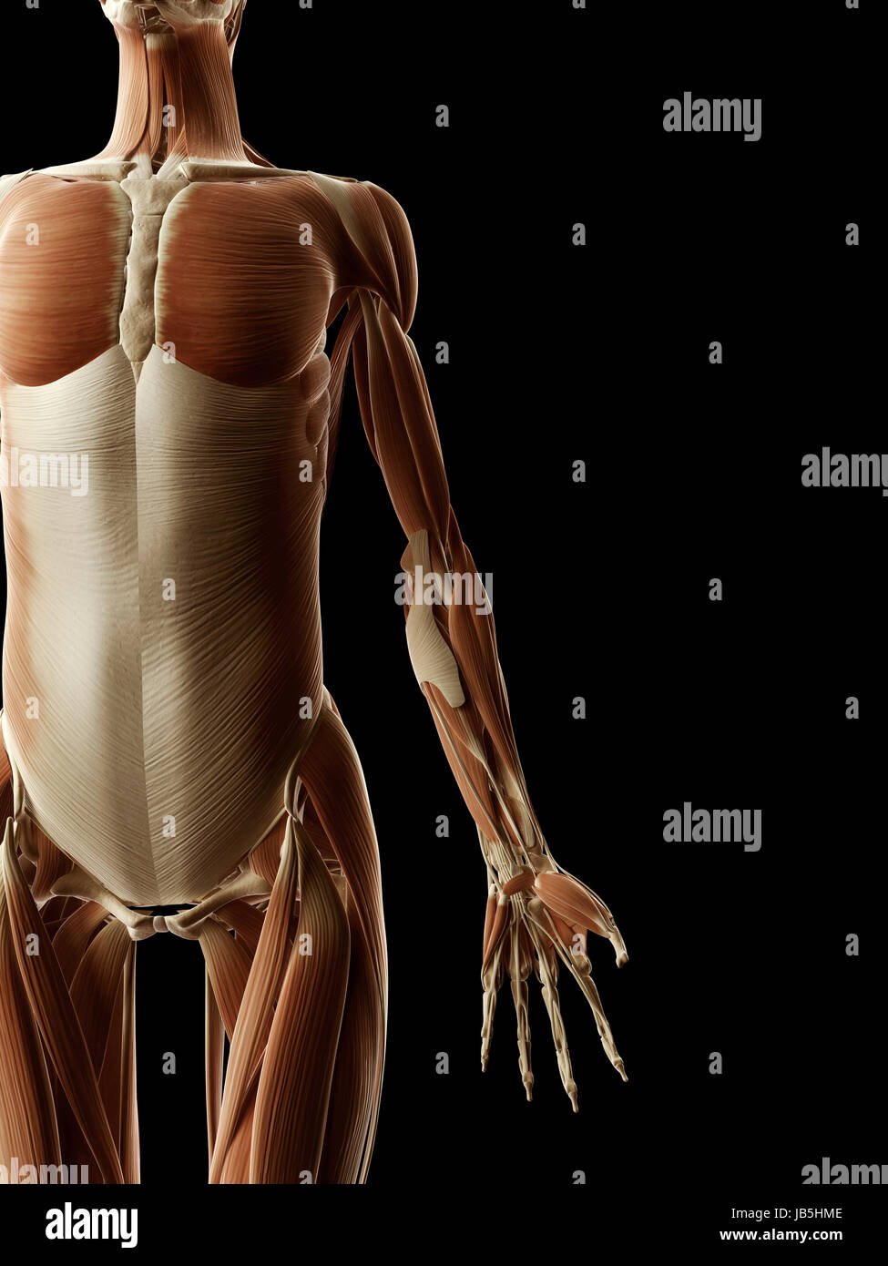 medical illustration of the arm muscles Stock Photo - Alamy