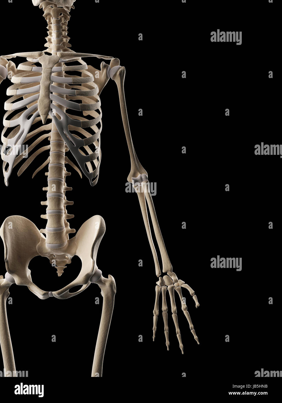 medical illustration of the arm bones Stock Photo - Alamy