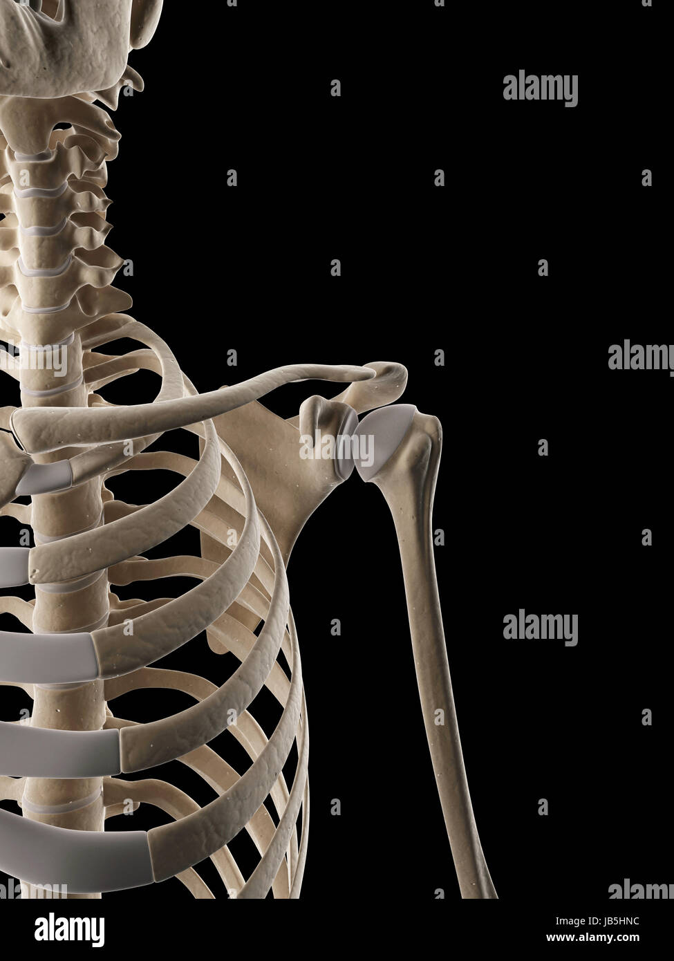 medical illustration of the shoulder Stock Photo - Alamy