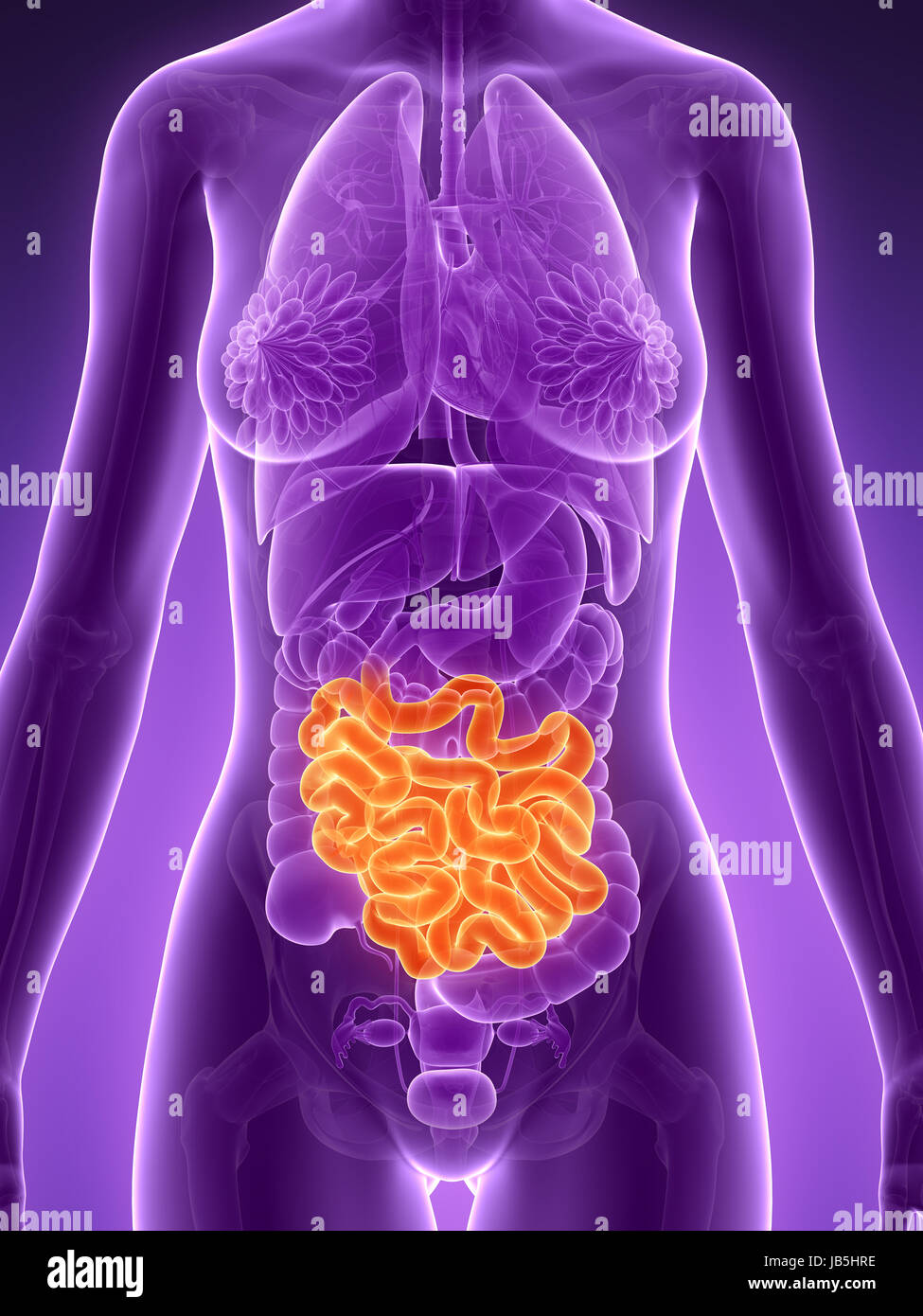 Female small intestine hi-res stock photography and images - Alamy