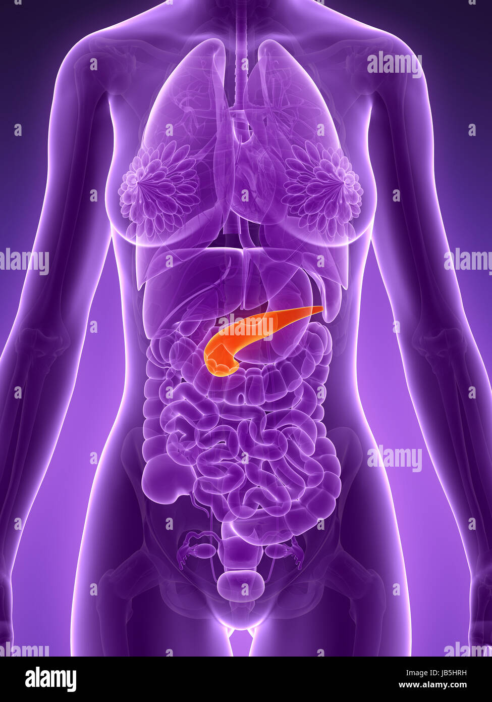 Pancreas 3d High Resolution Stock Photography and Images - Alamy