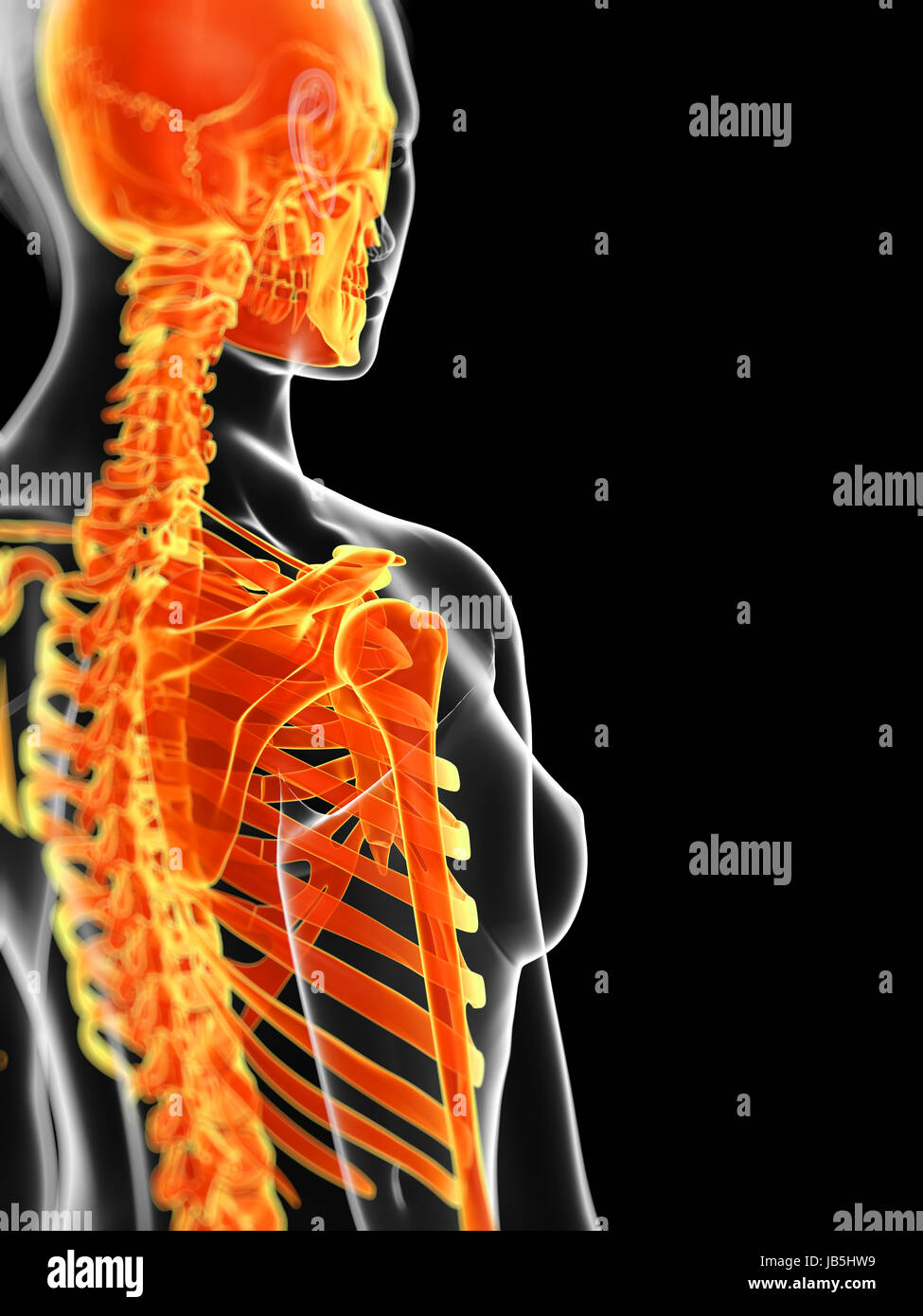 3d rendered illustration of the female skeleton Stock Photo - Alamy