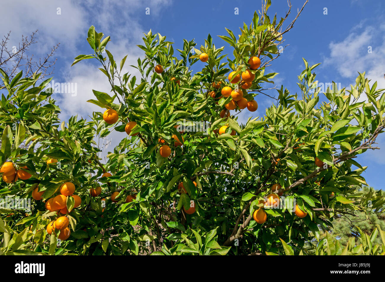 Fruits of orange tree with a blue sky background Stock Photo - Alamy