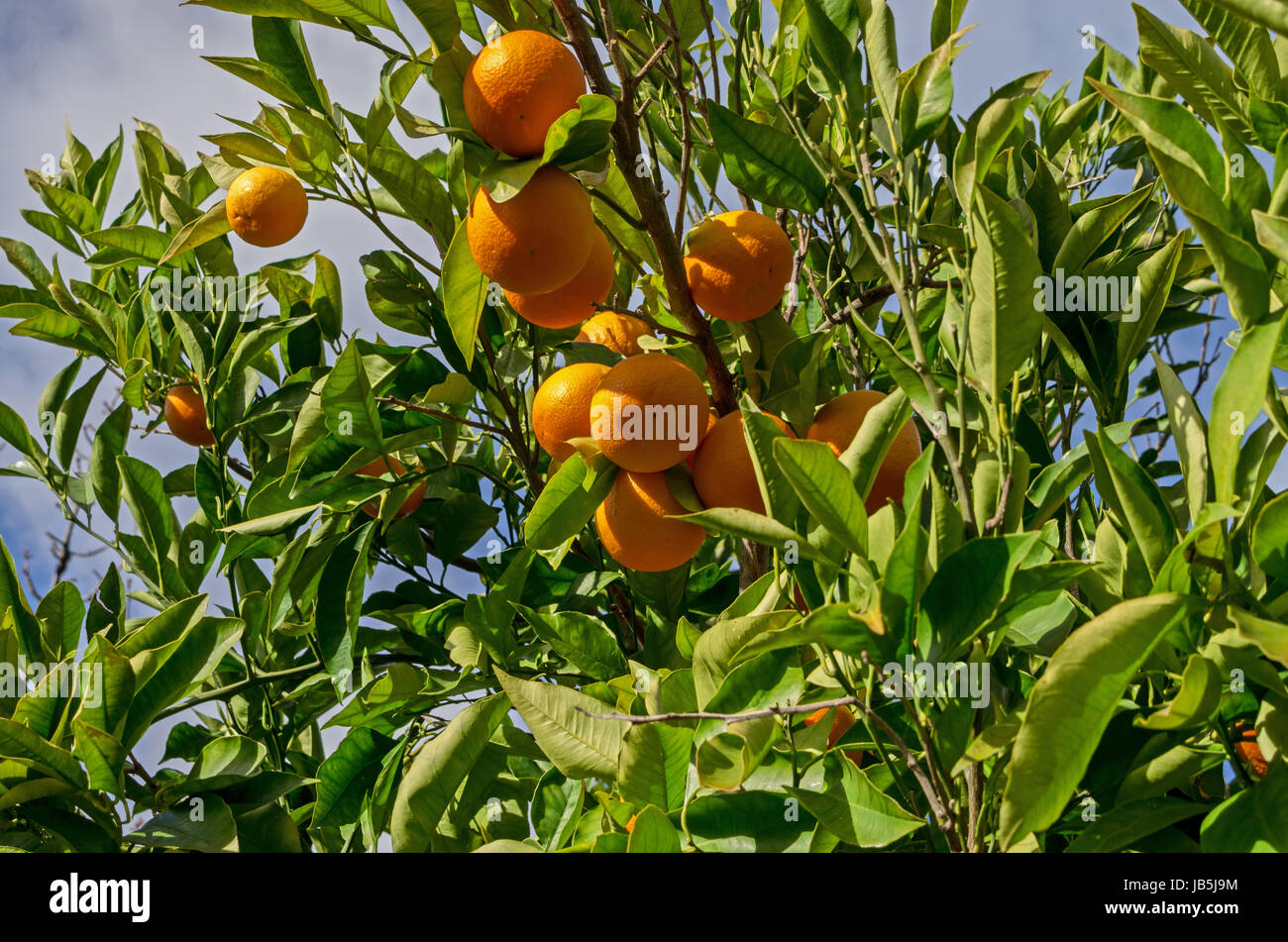Fruits of orange tree with a blue sky background Stock Photo - Alamy