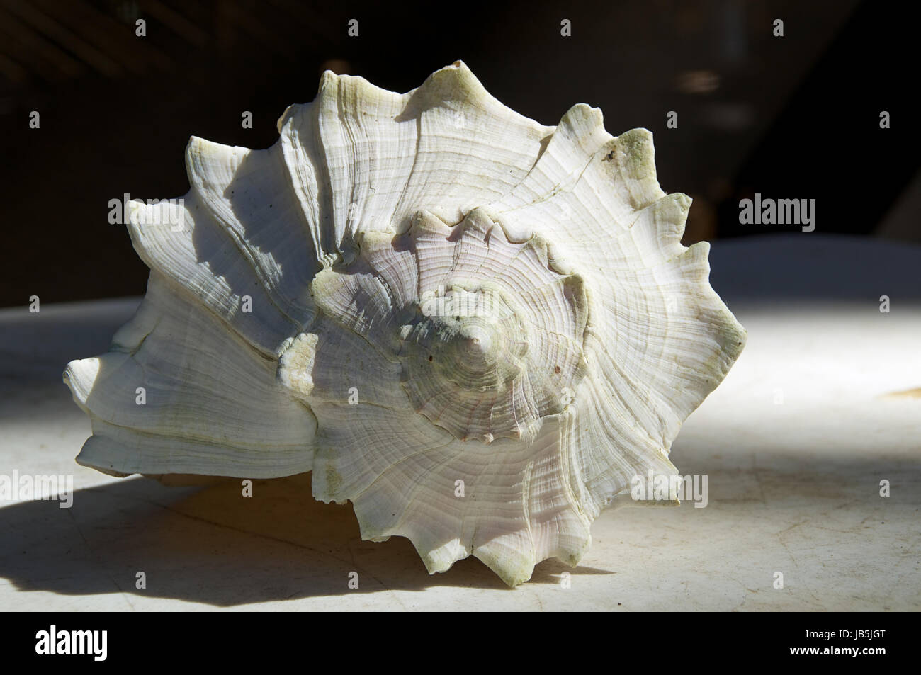 Front view of a large weathered conch shell on old white table outdoors ...