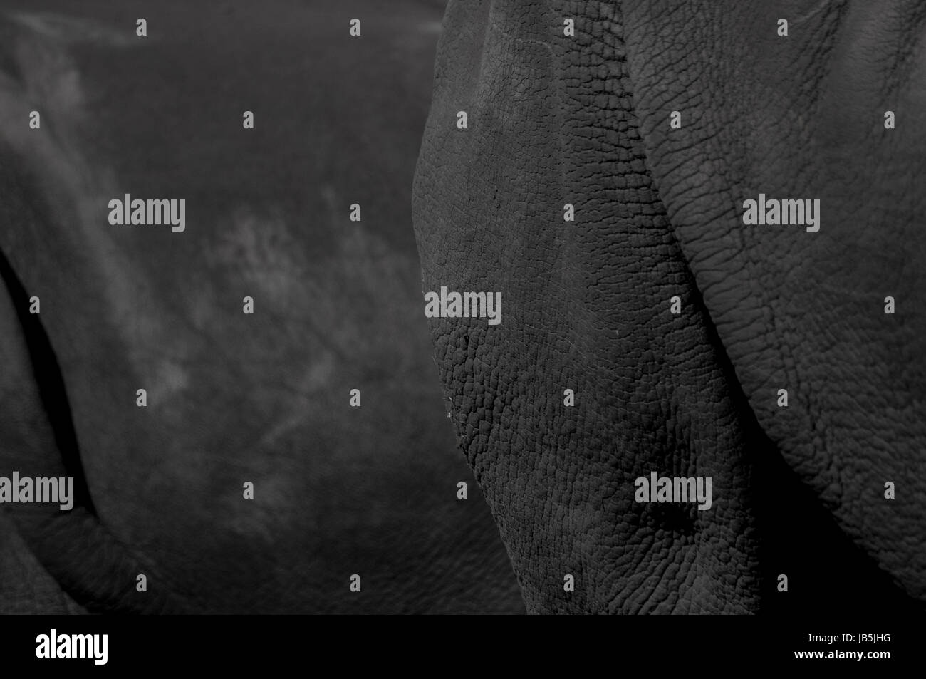 Rhino skin texture hi-res stock photography and images - Alamy