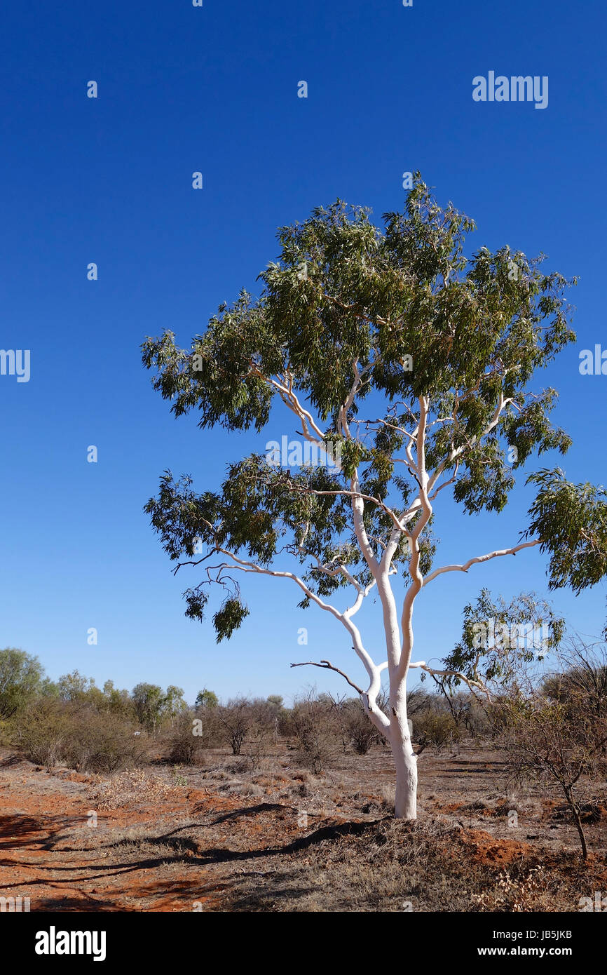 Ghost gum in outback Australia Stock Photo - Alamy Ghost gum in outback Australia Stock Photo - Alamy