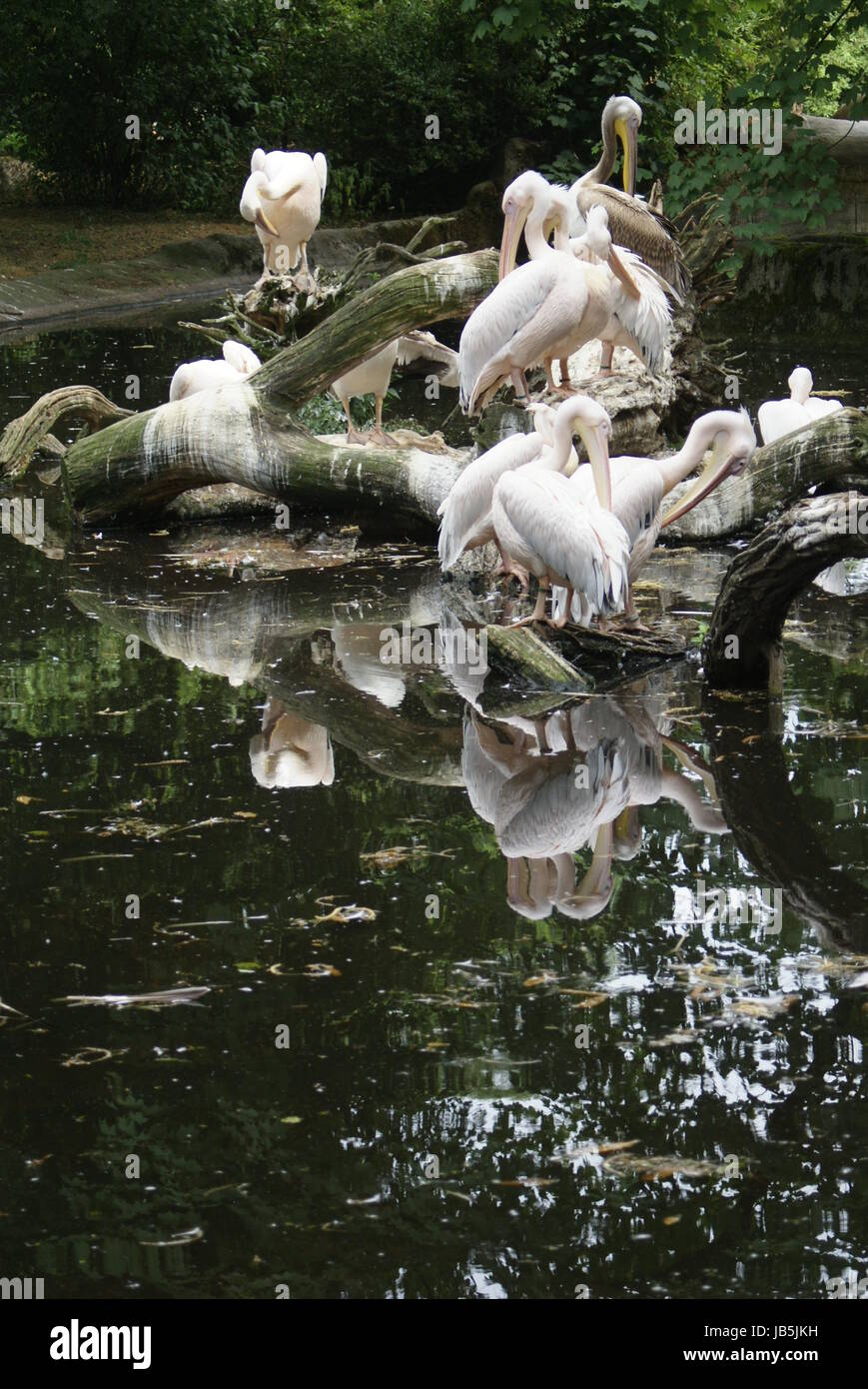 Bird birds zoo mirroring hi-res stock photography and images - Alamy