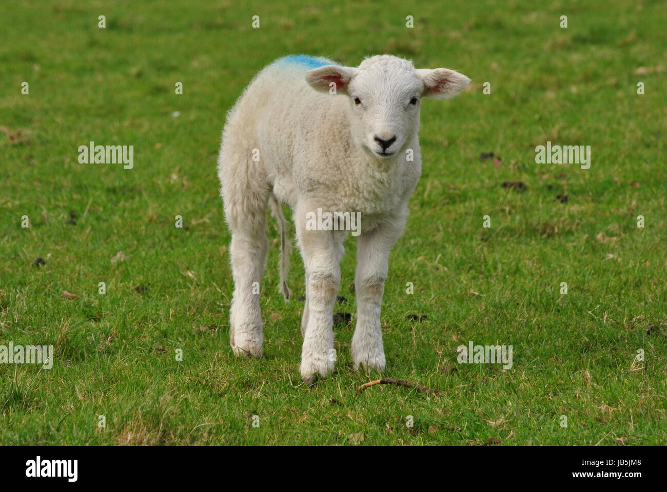 Lambs are cute hi-res stock photography and images - Alamy