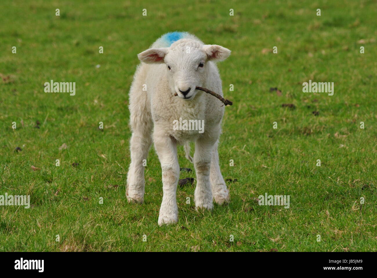 Cute spring lambs hi-res stock photography and images - Alamy