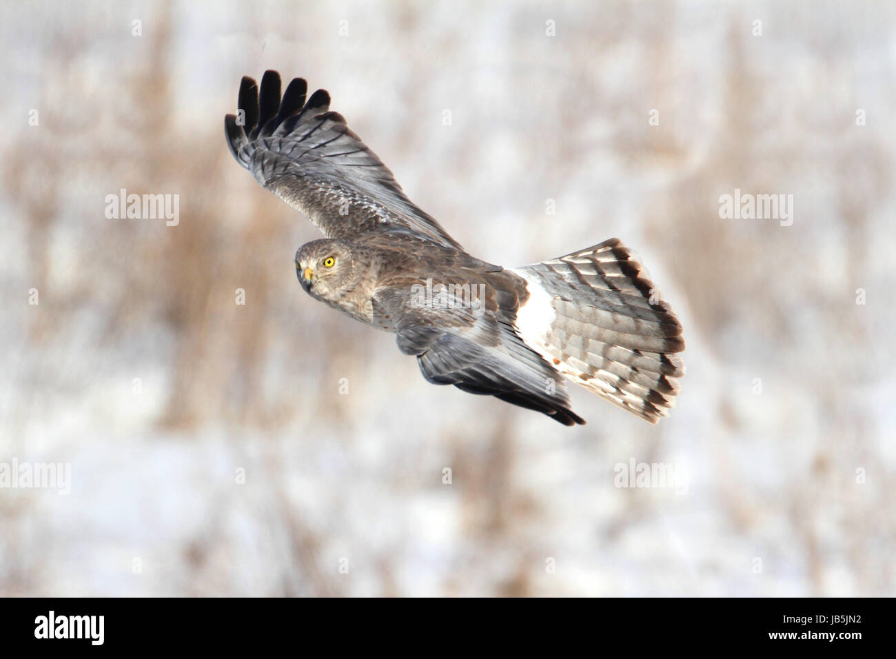 Male Northern Harrier (Circus cyaneus) flying in a snowy field in ...
