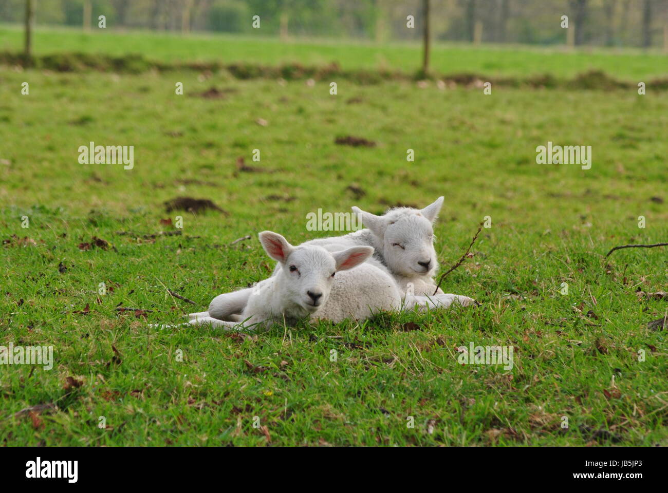 spring lambs looking cute Stock Photo - Alamy