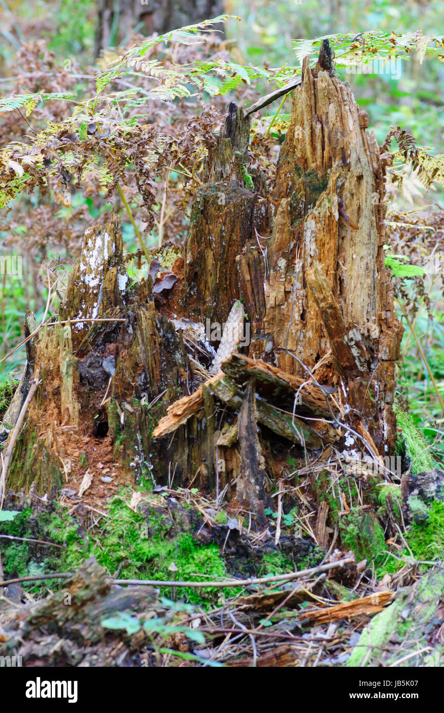 Beech wood stumps hi-res stock photography and images - Alamy