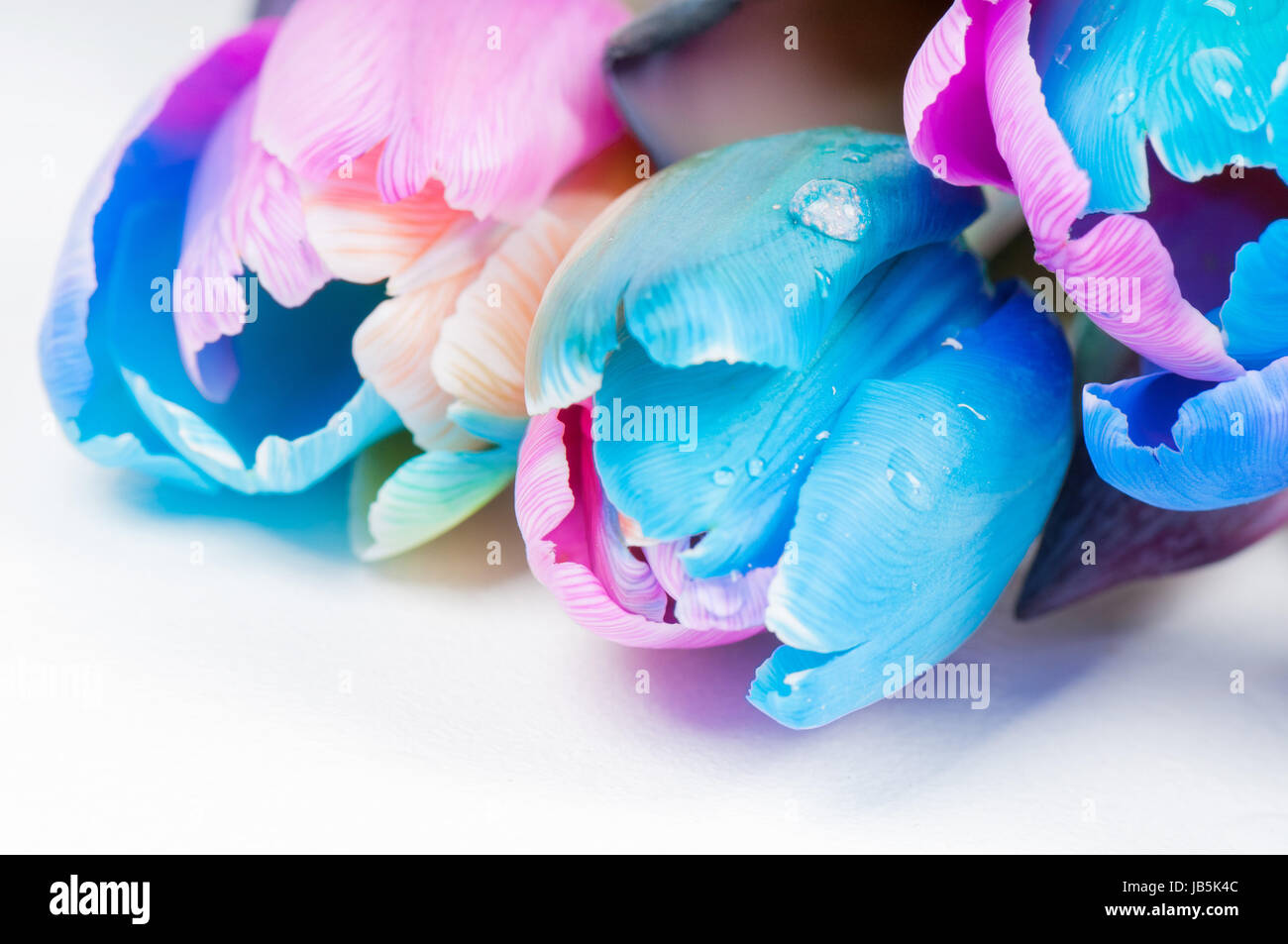 Water drop on the unusual multi colored tulips, macro Stock Photo - Alamy
