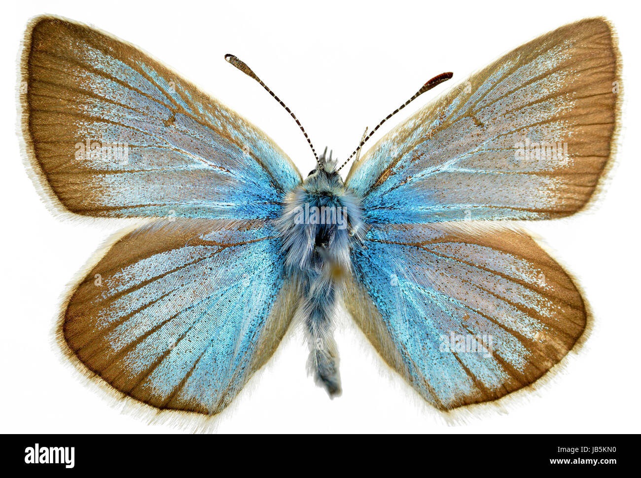 Damon blue butterfly Cut Out Stock Images & Pictures - Alamy