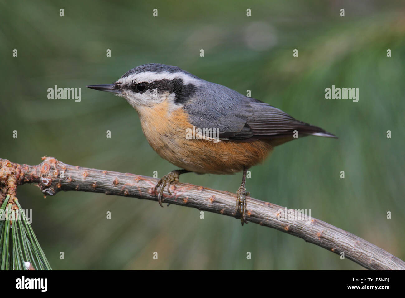 Red-breasted Nuthatch (sitta canadensis) on a perch with a green background Stock Photo - Alamy