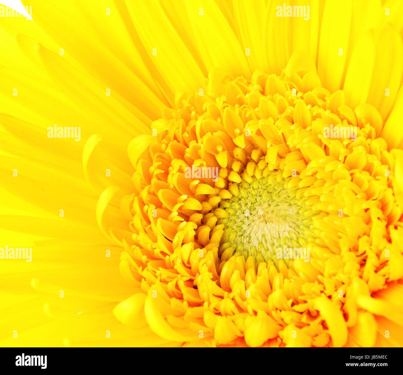 Yellow daisy close up Stock Photo - Alamy