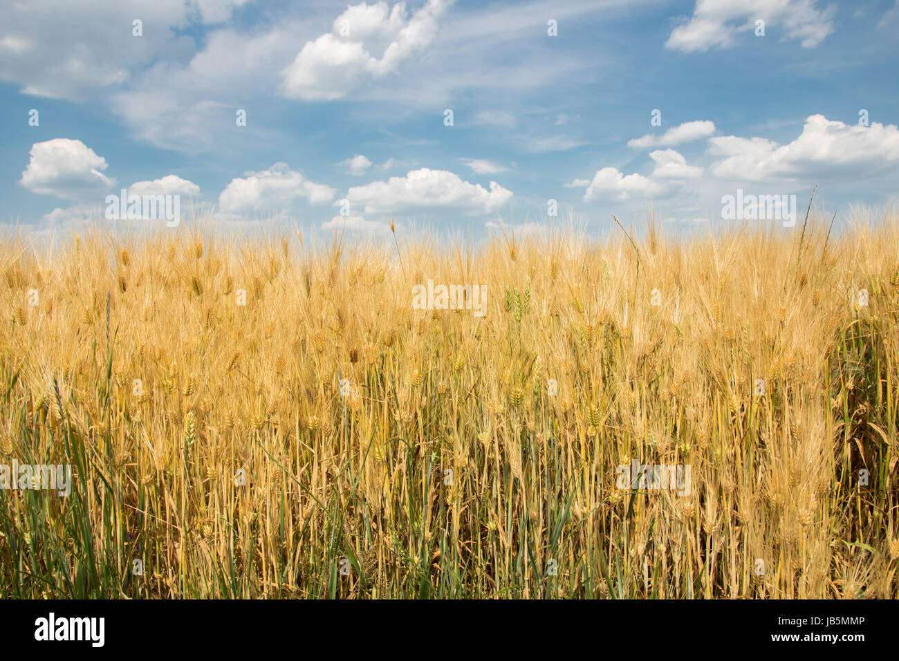 Fields of barley Stock Photo - Alamy