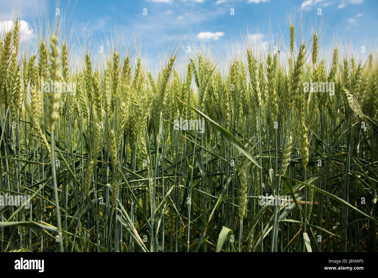 Fields of rye Stock Photo - Alamy