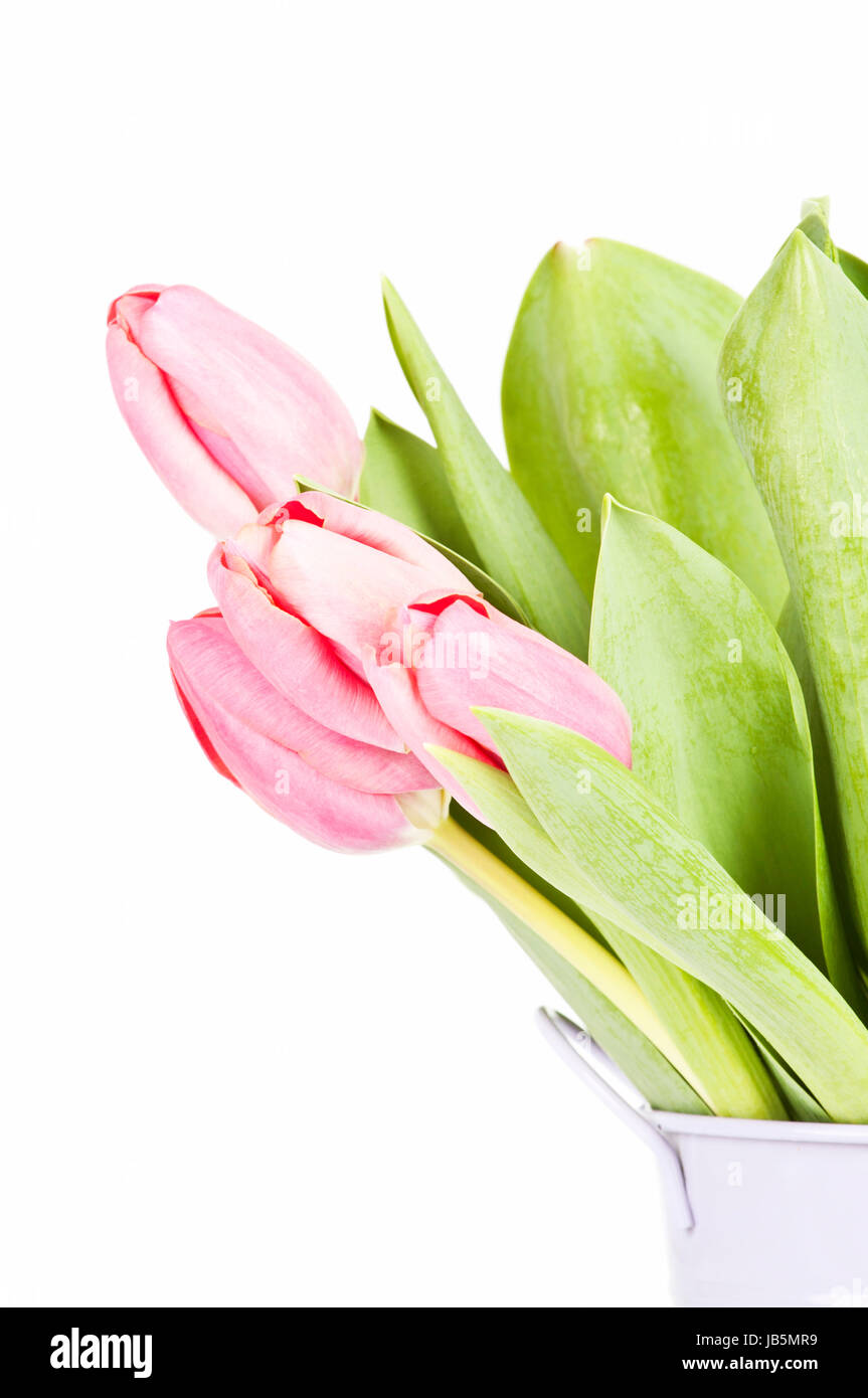 Beautiful pink tulips on white background Stock Photo - Alamy