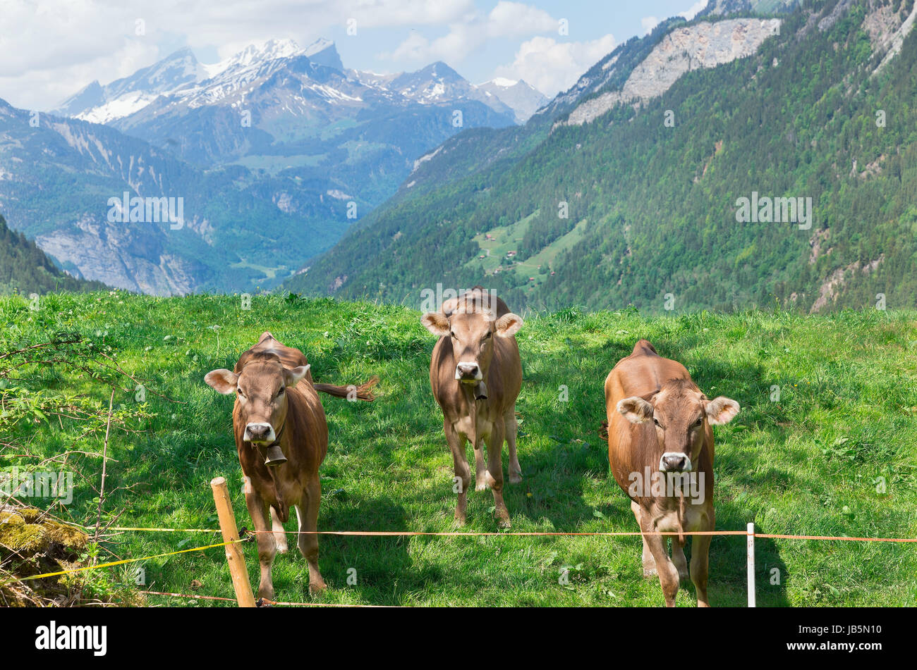 Three beautiful cows on an alpine meadow Stock Photo - Alamy