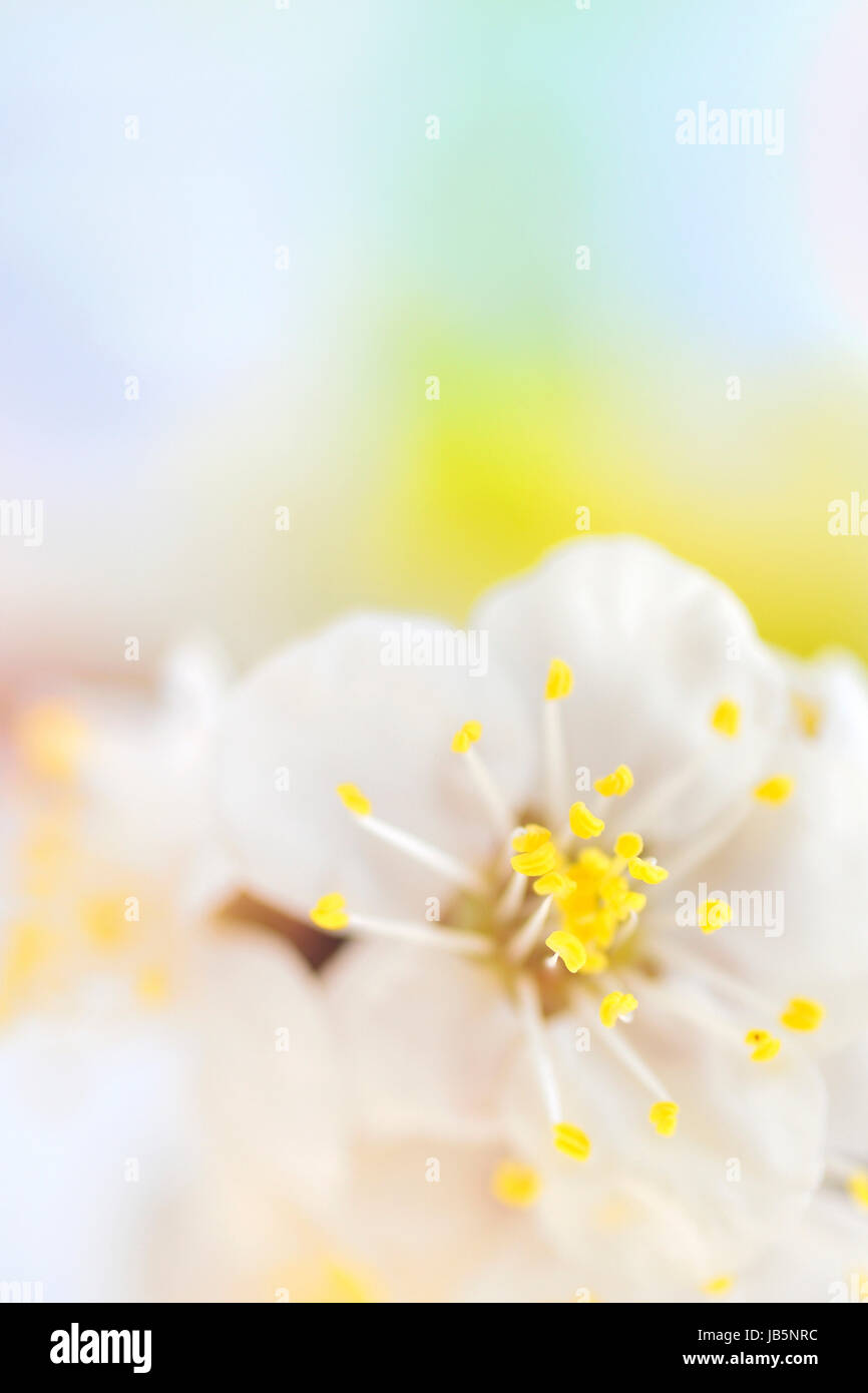 macro of spring tree flower Stock Photo - Alamy