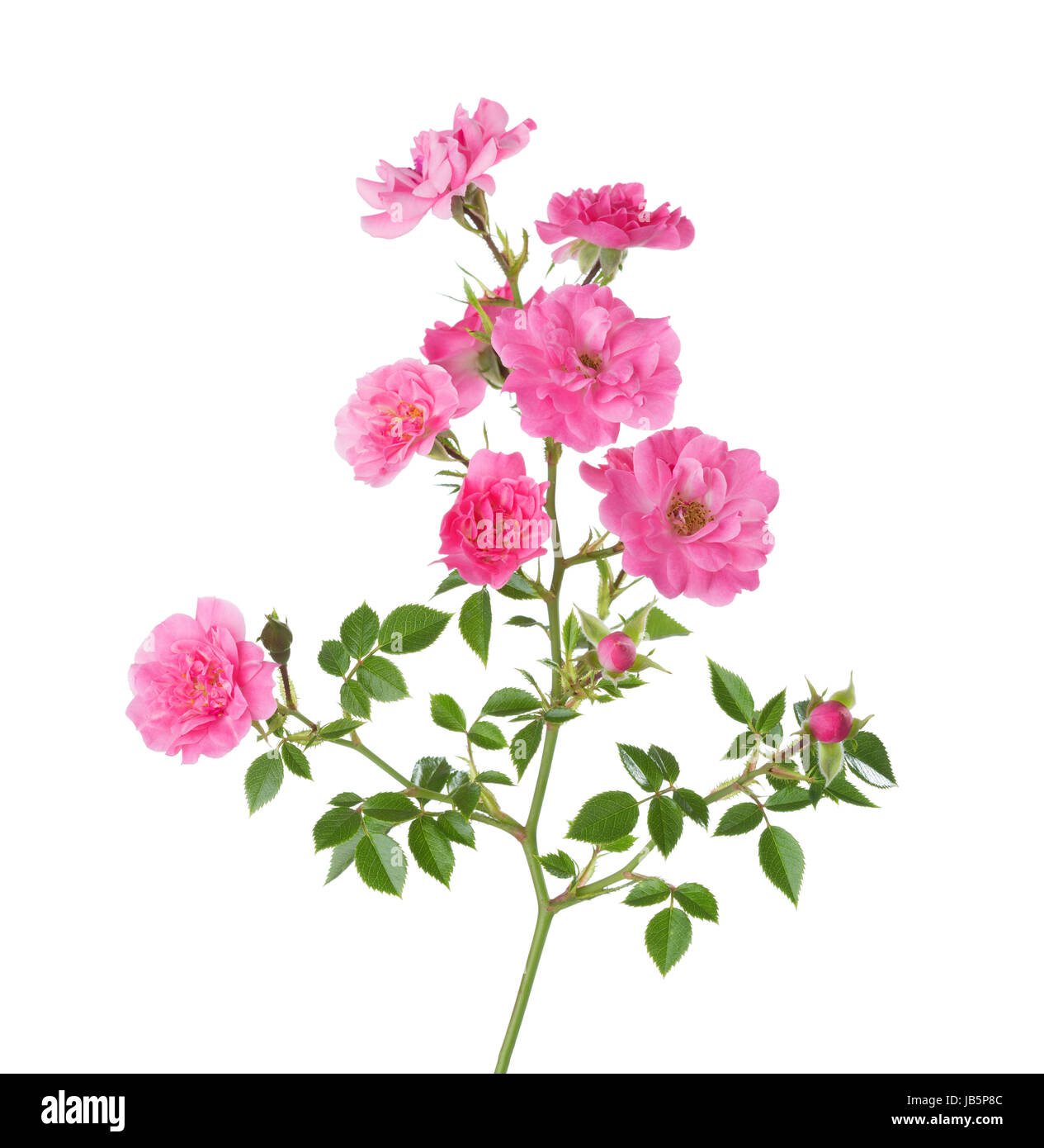 Branch with small pink roses isolated on white Stock Photo - Alamy