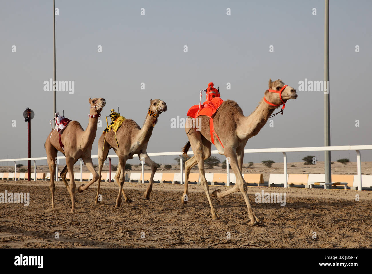 Traditional camel race in Doha, Qatar, Middle East Stock Photo - Alamy