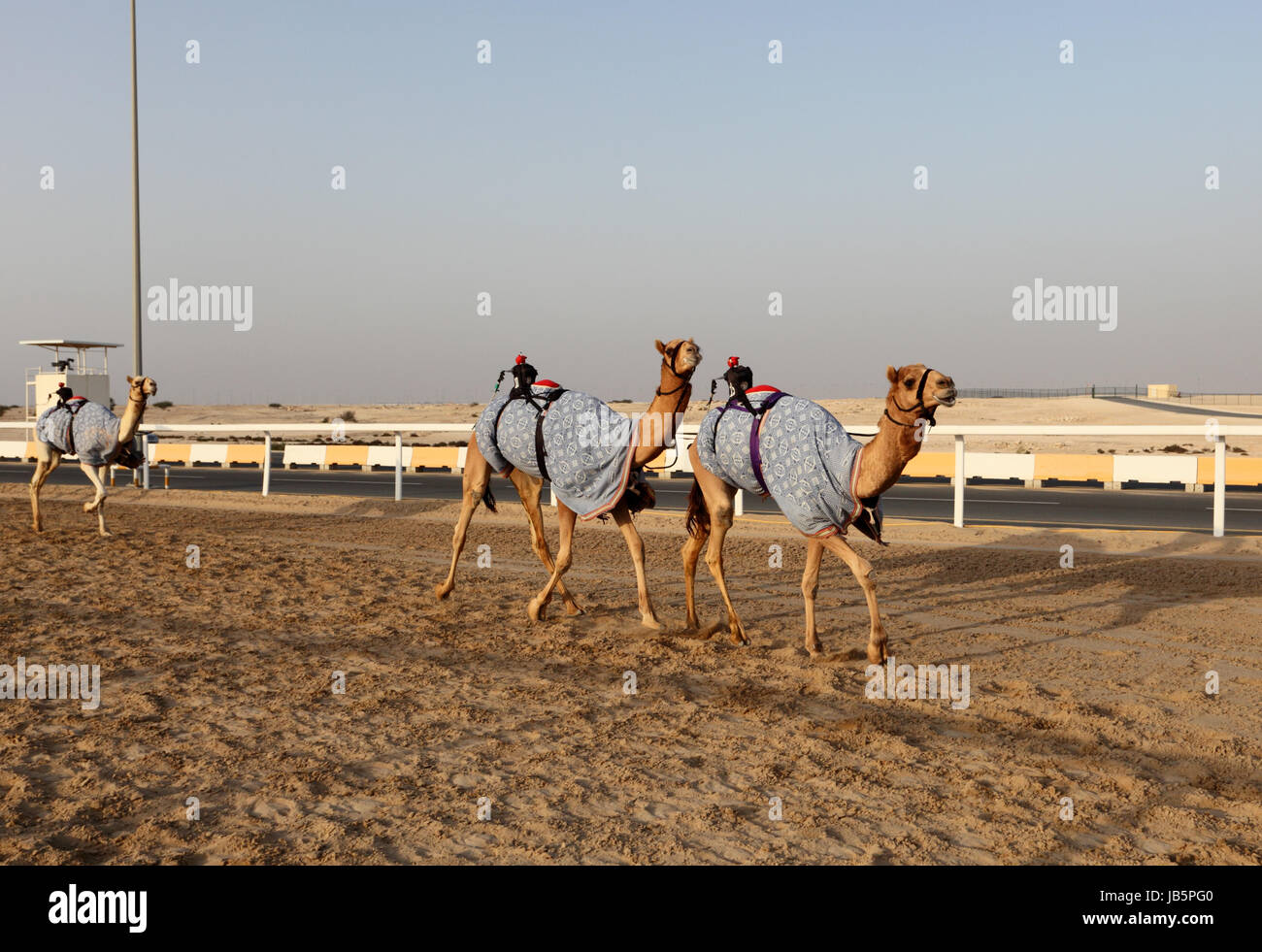 Traditional camel race in Doha, Qatar, Middle East Stock Photo - Alamy