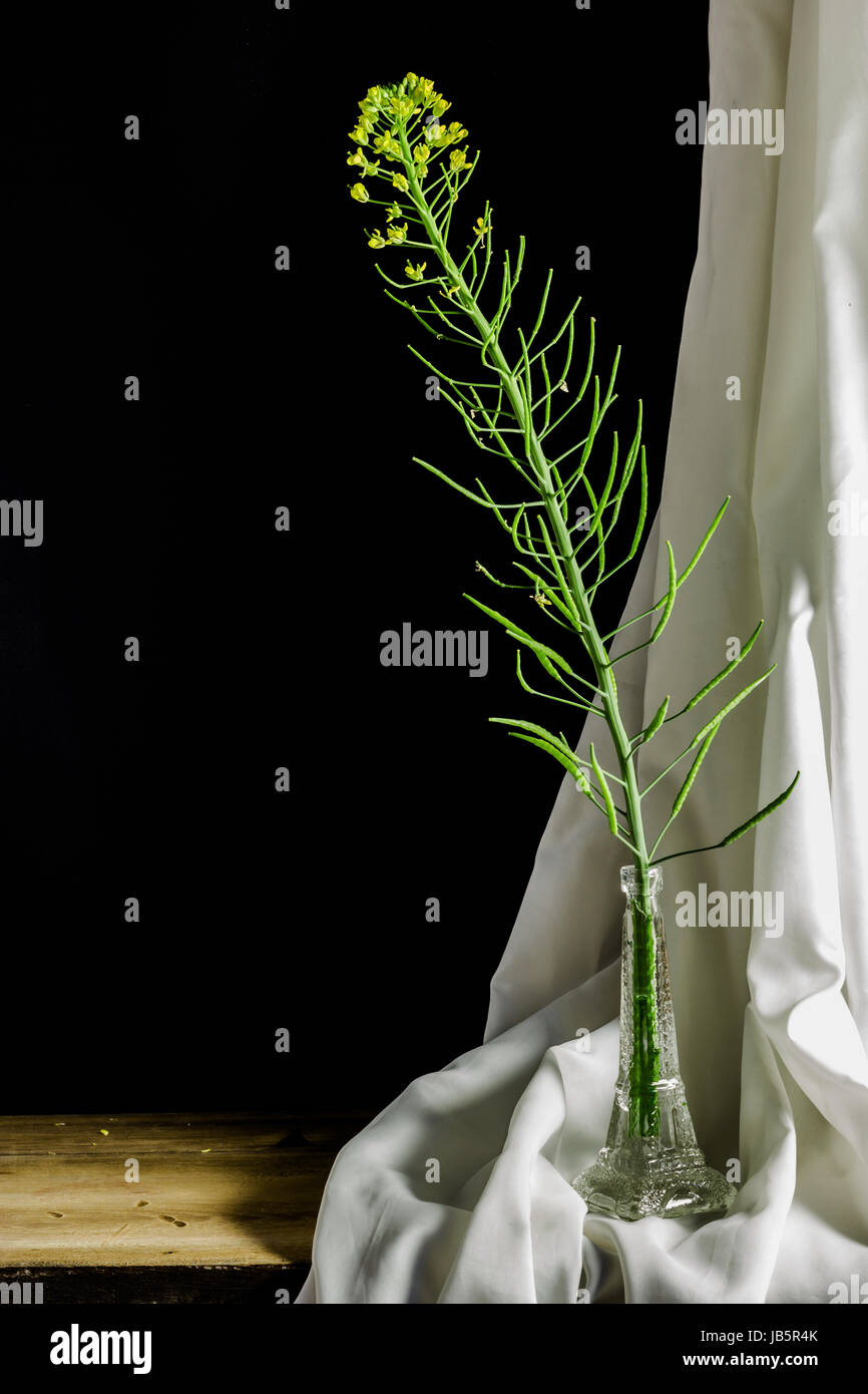 Still Life with flower in vase Stock Photo - Alamy