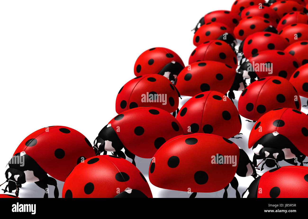 closeup of a portion of a group of red ladybugs on a white background ...