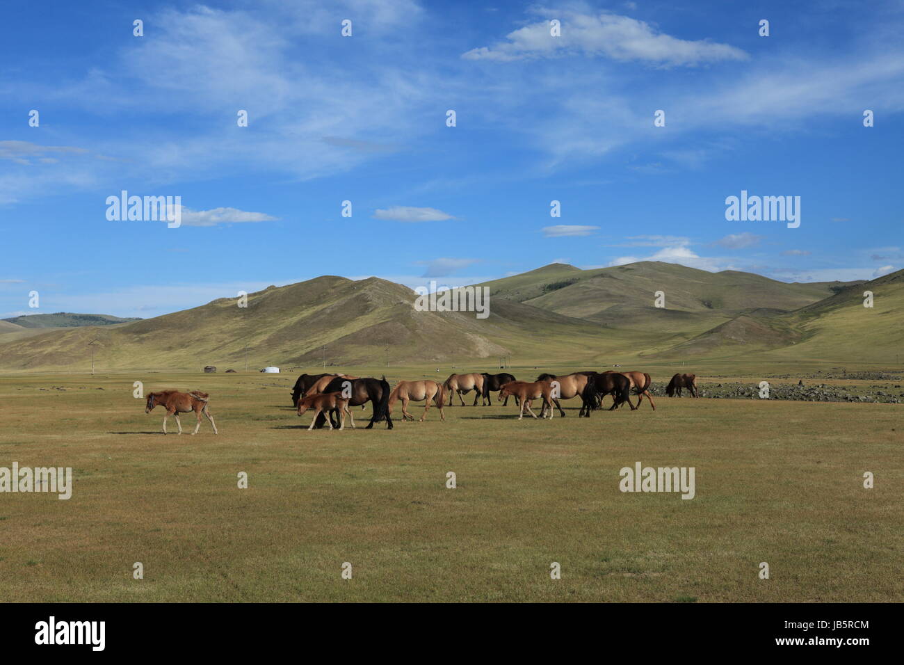 Horses and country scenery hi-res stock photography and images - Alamy