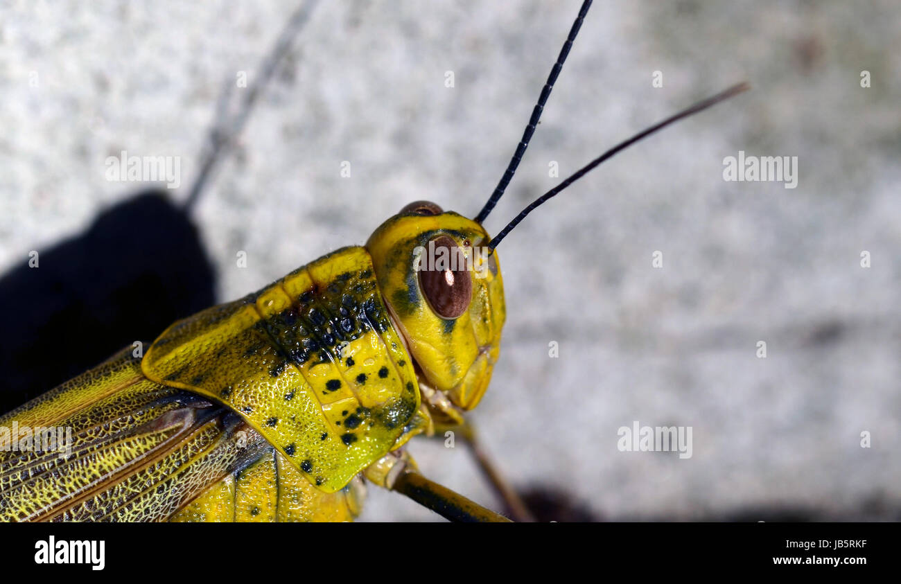 yellow sticky probe schrecke Stock Photo - Alamy