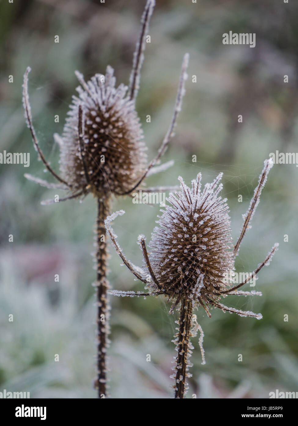 Wild teasels covered in ice on a frosty morning as the sun is about to ...