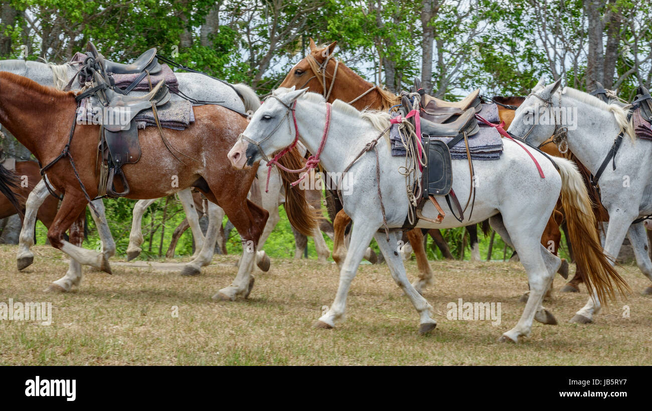 Side view of flock of horses walking with horse saddles Stock Photo - Alamy
