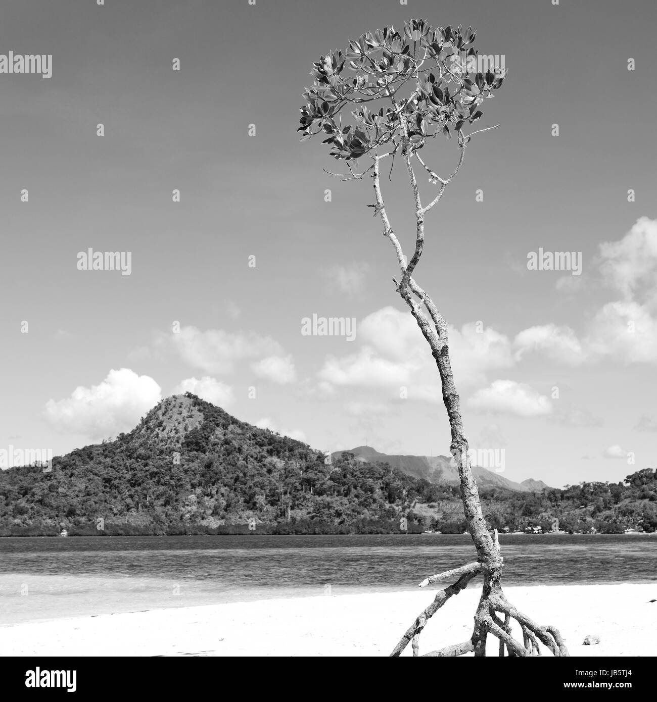 Philippines palawan tree roots Black and White Stock Photos & Images ...