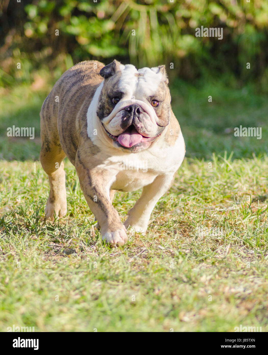 Muscular English Bulldog