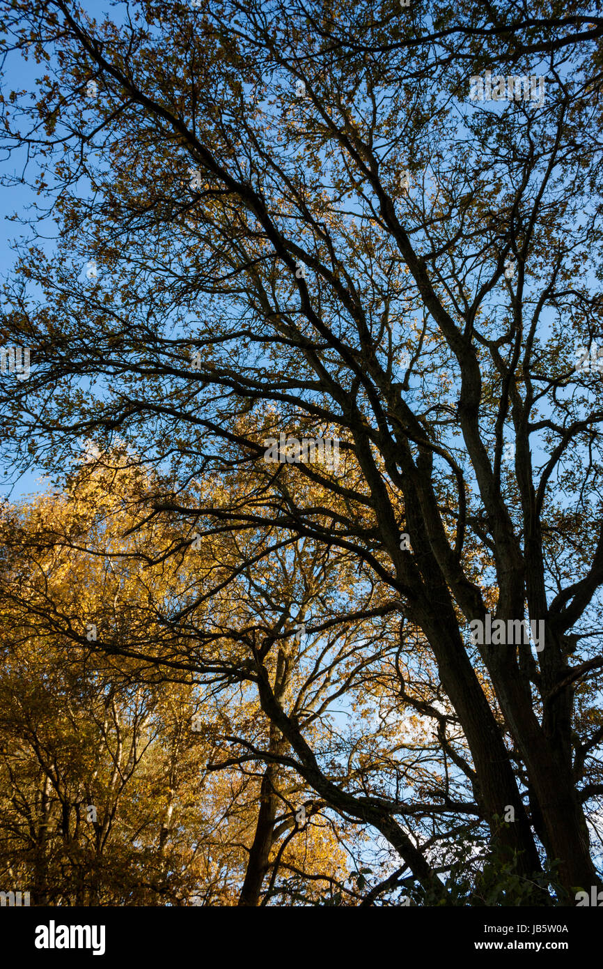 trees in autumn Stock Photo - Alamy