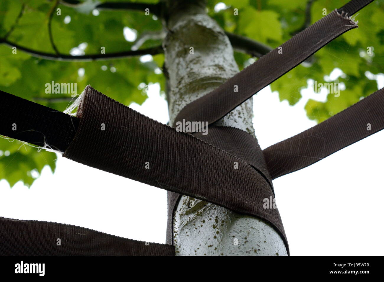 mounting a newly planted tree with tree belts Stock Photo - Alamy
