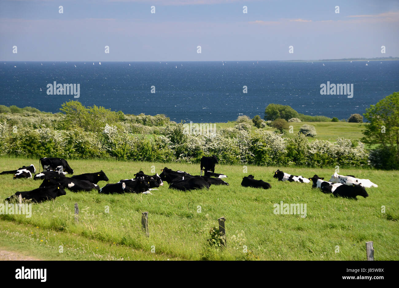 Landscape with grazing cows. The cows are Danish black-and-white cattle ...